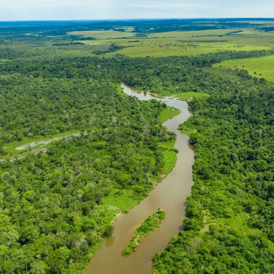 FSC procedure for ecosystem services in the Congo Basin: The case for ...