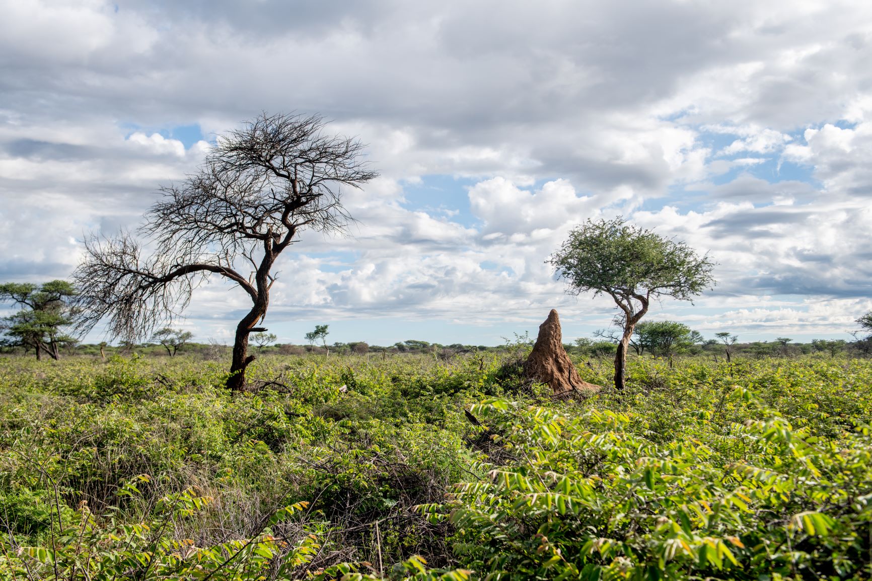 NamPower of Namibia gains valuable insights into FSC group scheme ...