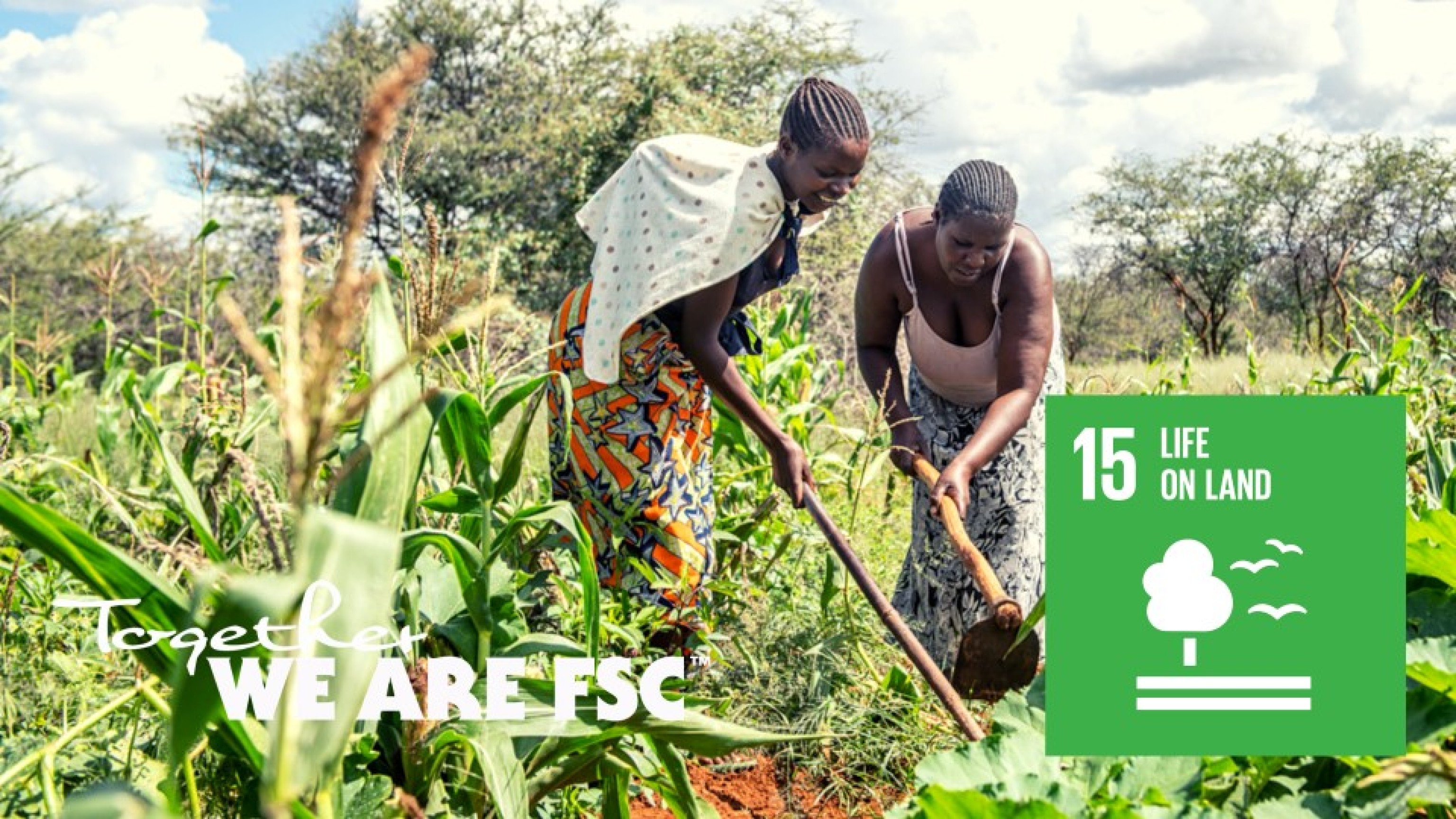 FSC® - a valuable tool for implementing the United Nations Sustainable ...