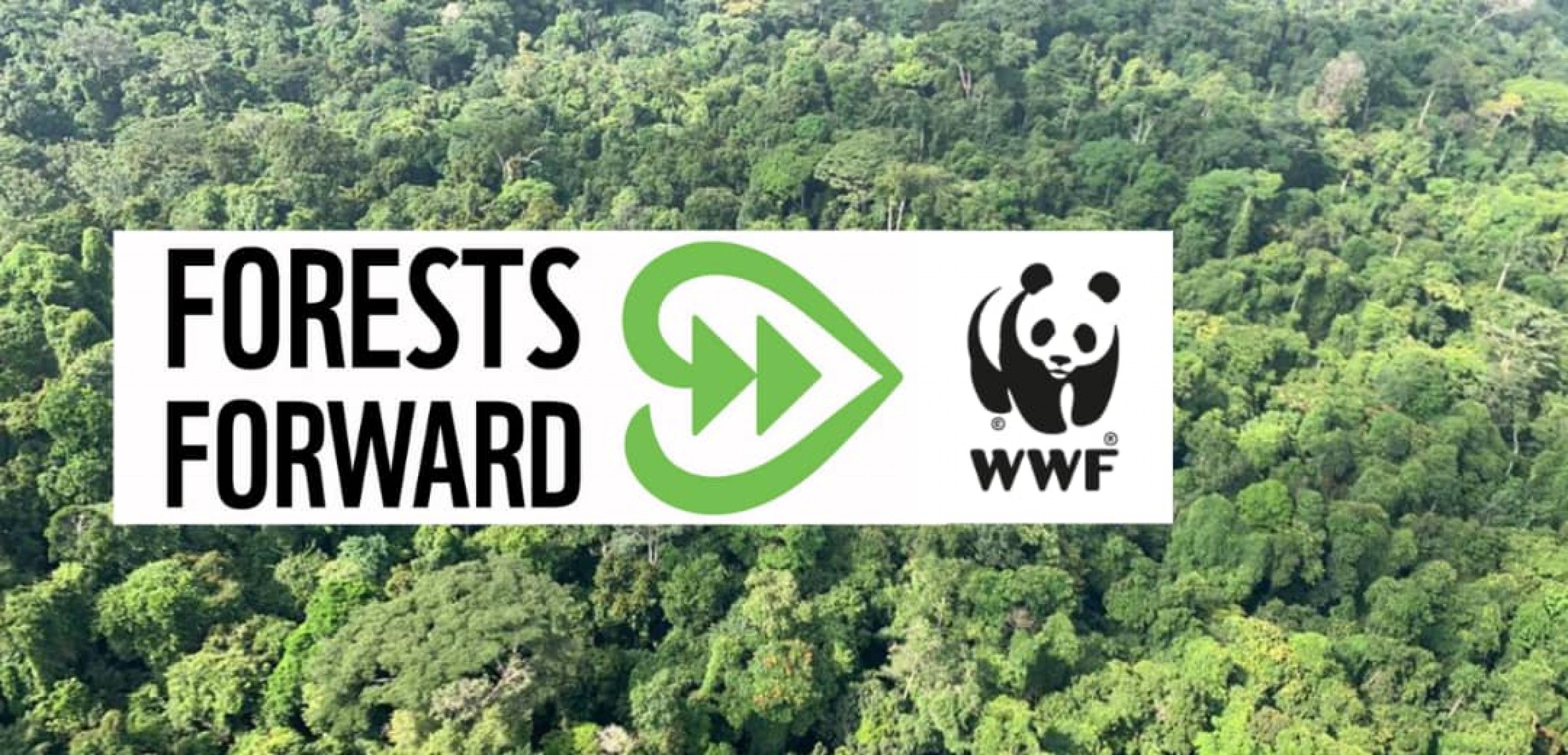 A better future for forests, WWF launches the Forests Forward Program ...